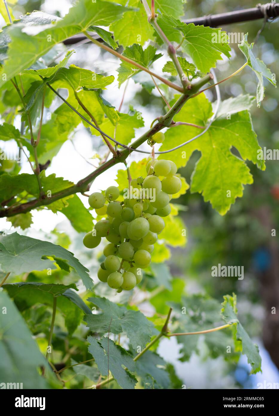 Grape leaves at sunset hi-res stock photography and images - Alamy