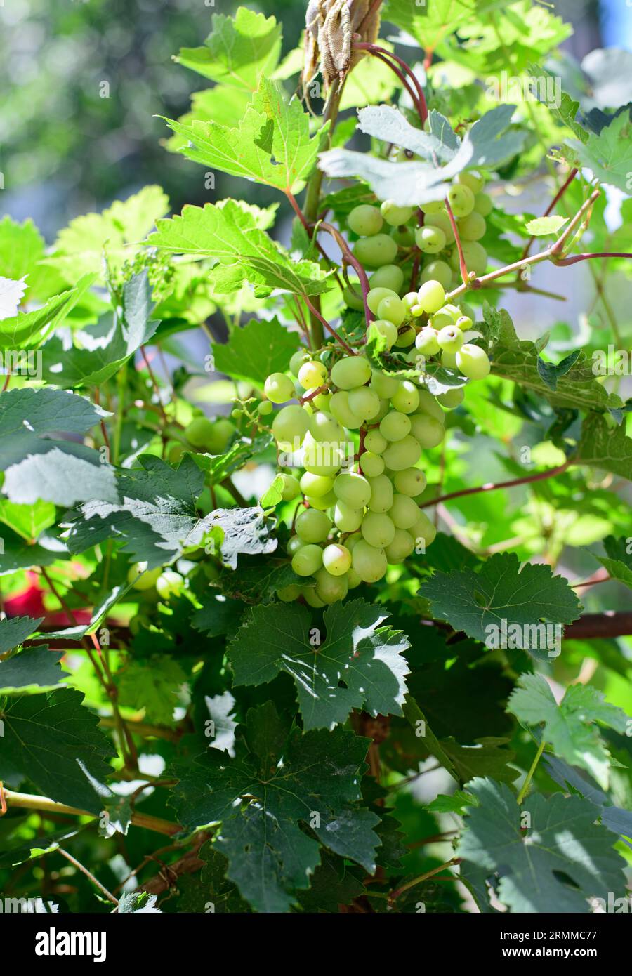 Grape trellis hi-res stock photography and images - Alamy