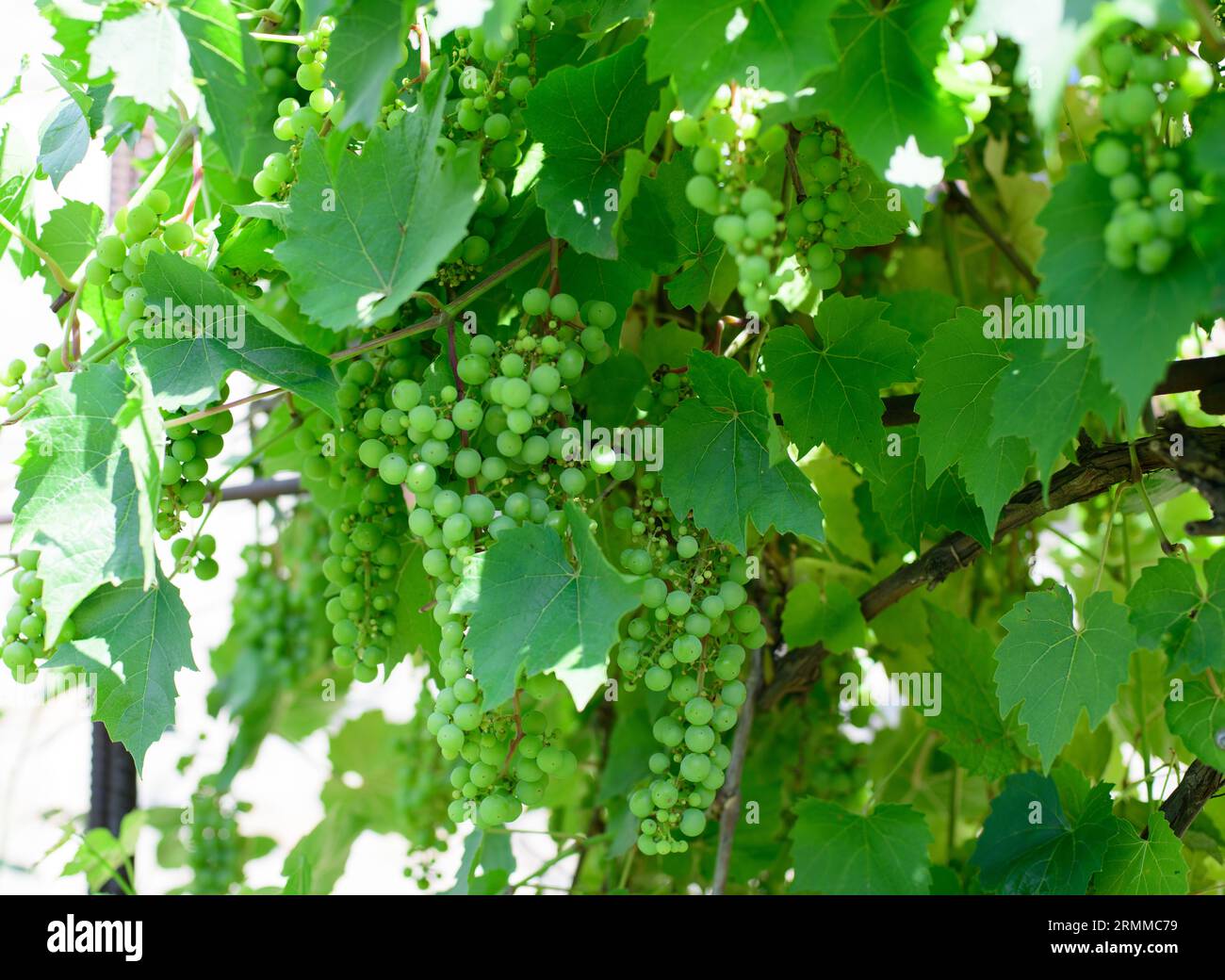 Vines grape leaves in hi-res stock photography and images - Alamy
