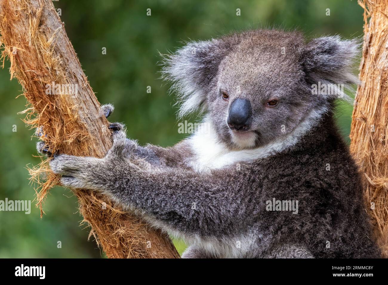Cute koala climbing a tree. Full face view with soft foliage background ...
