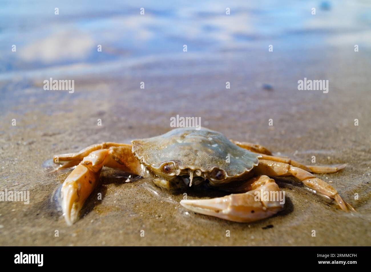 Blavands hi-res stock photography and images - Alamy