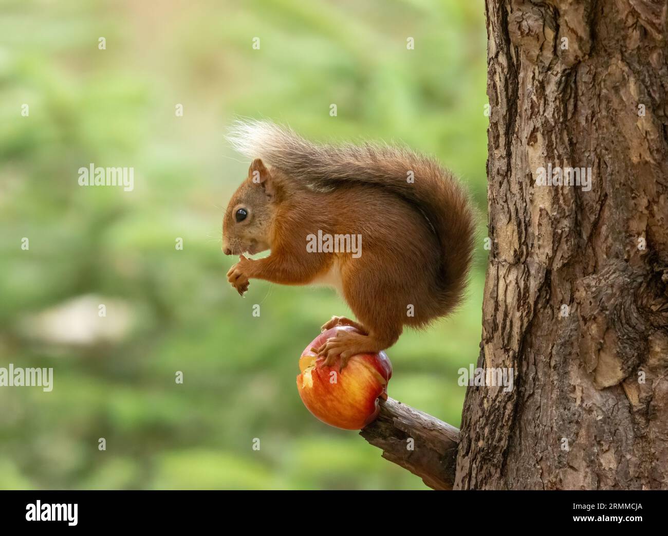 Cute scottish red squirrel eating a red apple in the woodland Stock ...