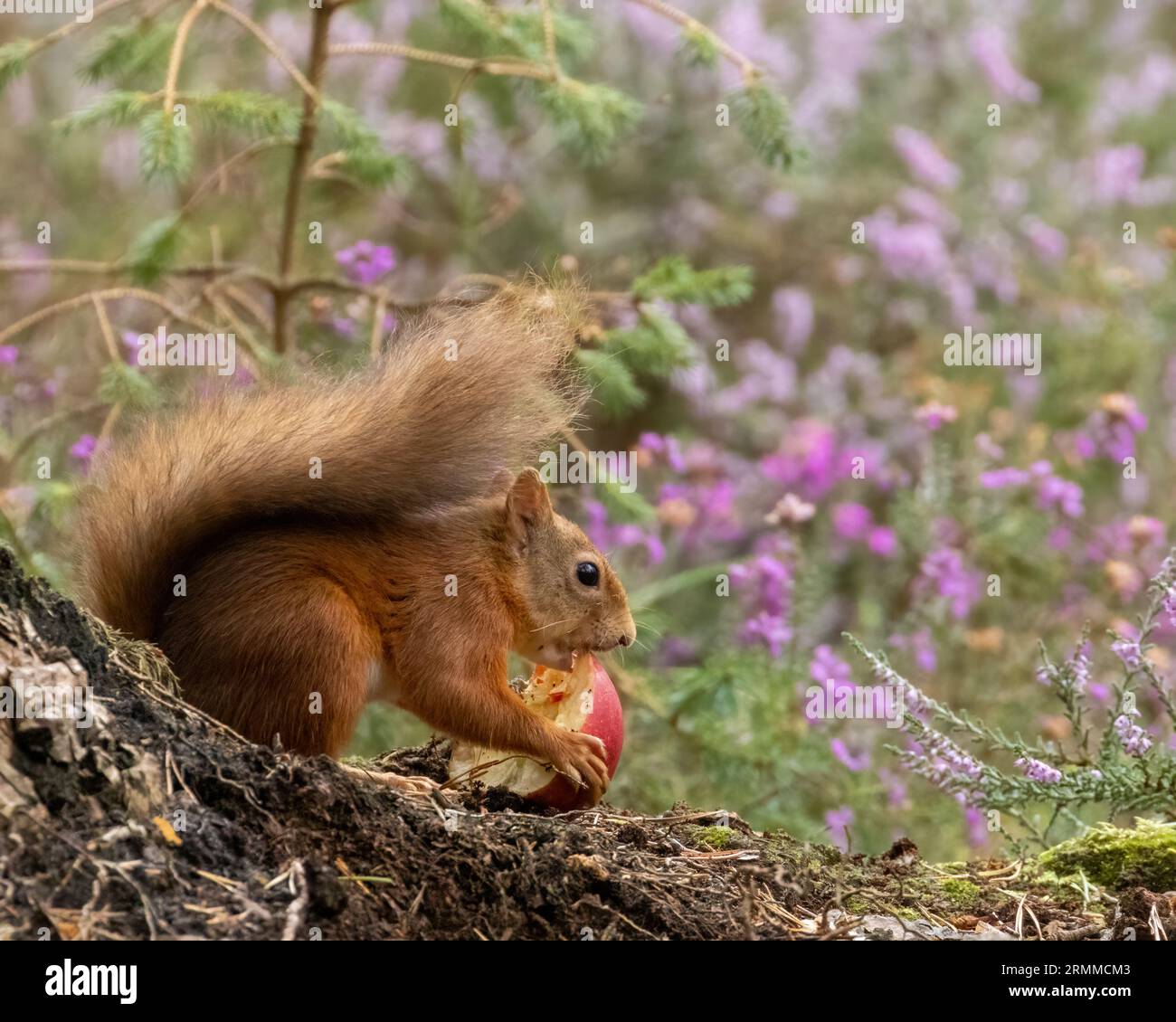 Cute scottish red squirrel eating a red apple in the woodland Stock Photo - Alamy