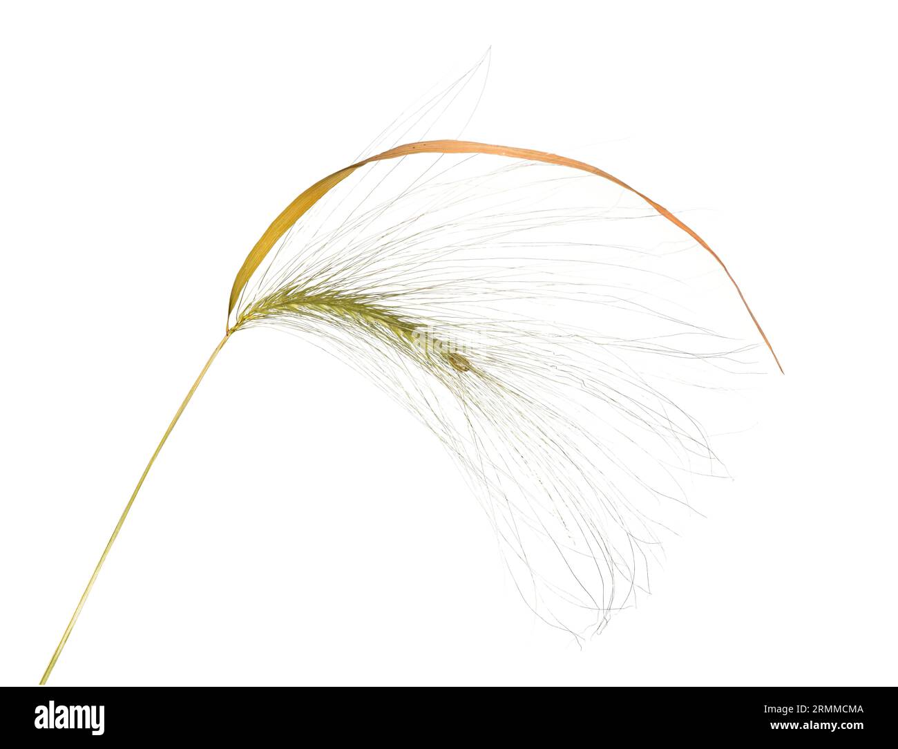 Foxtail Barley - Hordeum jubatum Stock Photo - Alamy