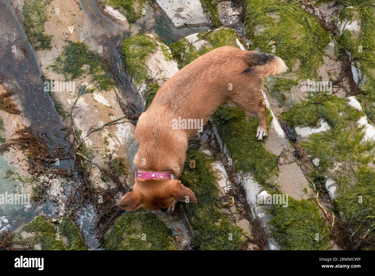 Dog desktop wallpaper hi-res stock photography and images - Alamy