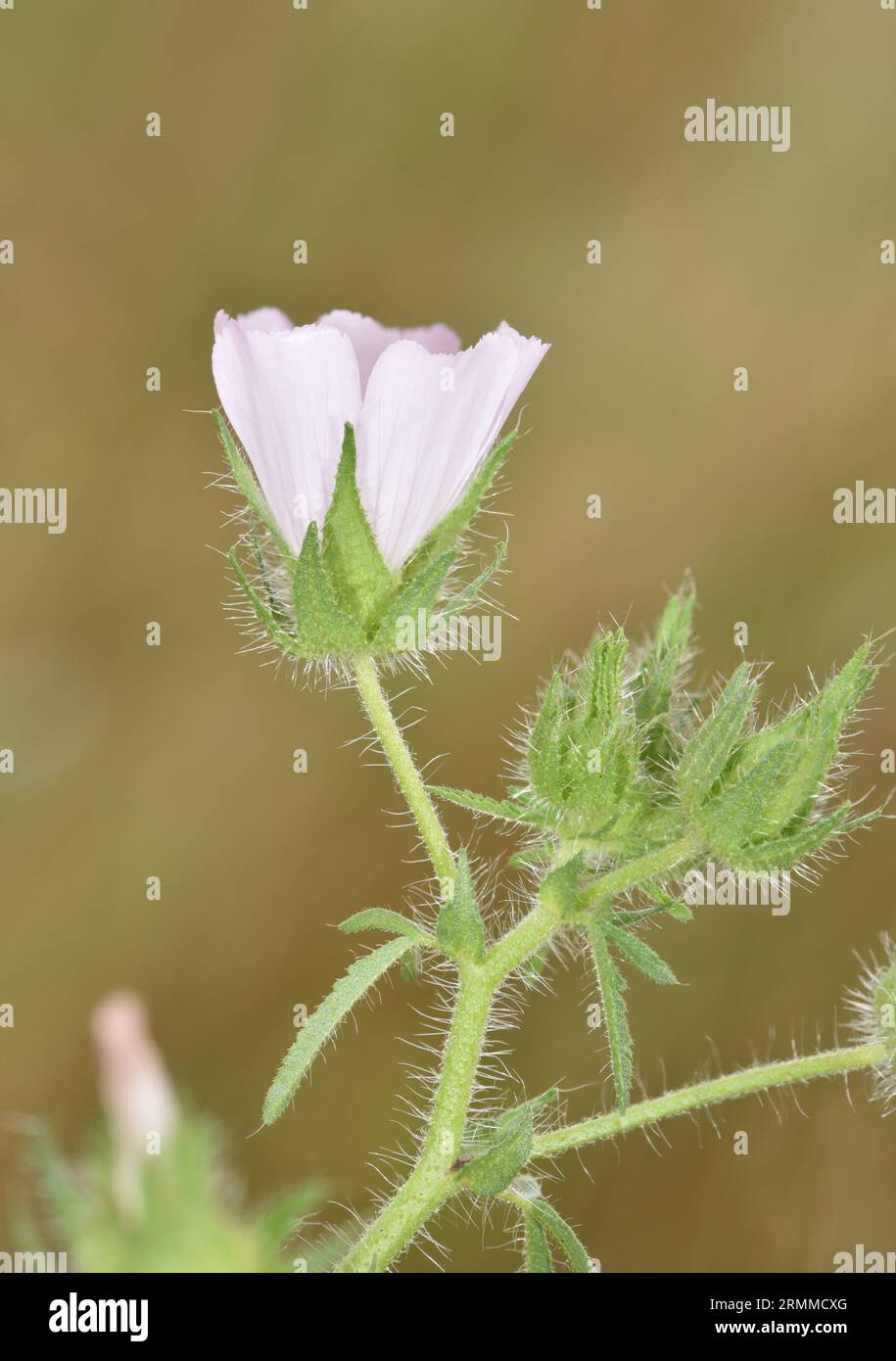 Rough Mallow - Malva setigera Stock Photo - Alamy