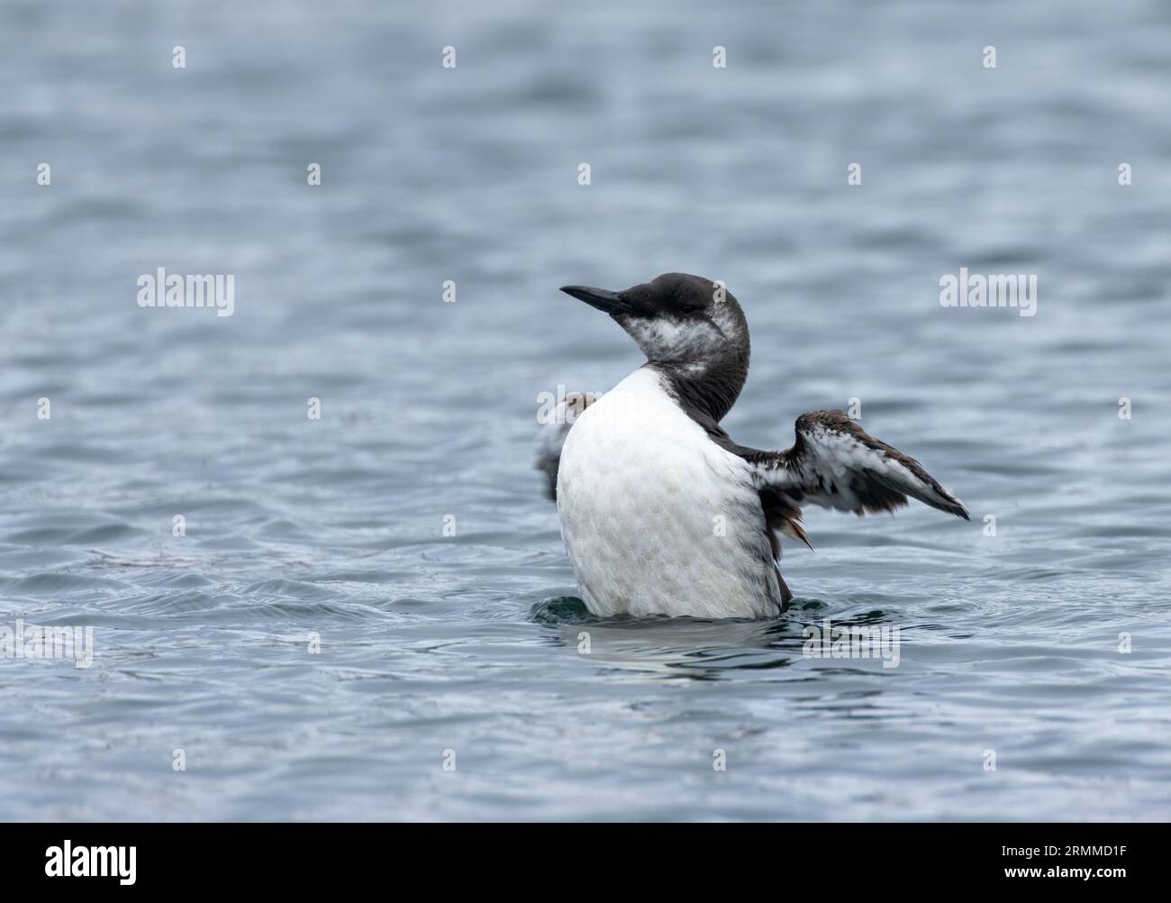 Young bird preening hi-res stock photography and images - Alamy