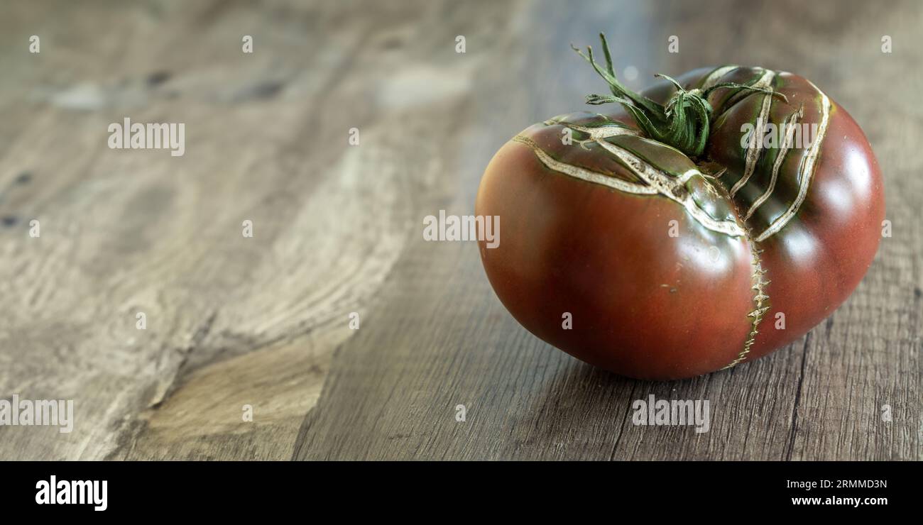 Focus on a ugly tomato with lot of scars like seams, genuine crimean ...