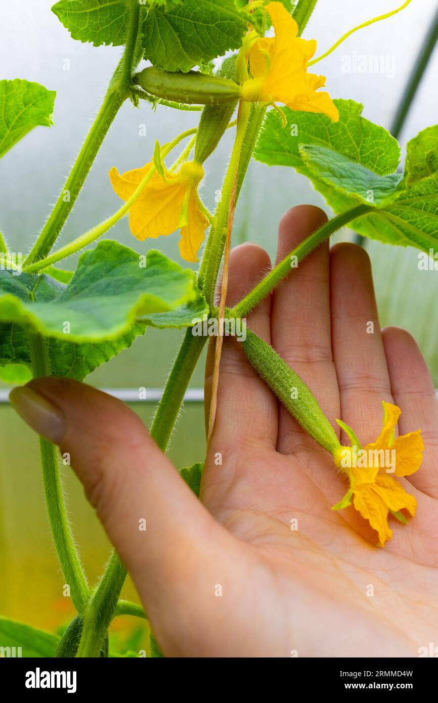 the farmer holds in his hand a small cucumber growing in a greenhouse ...