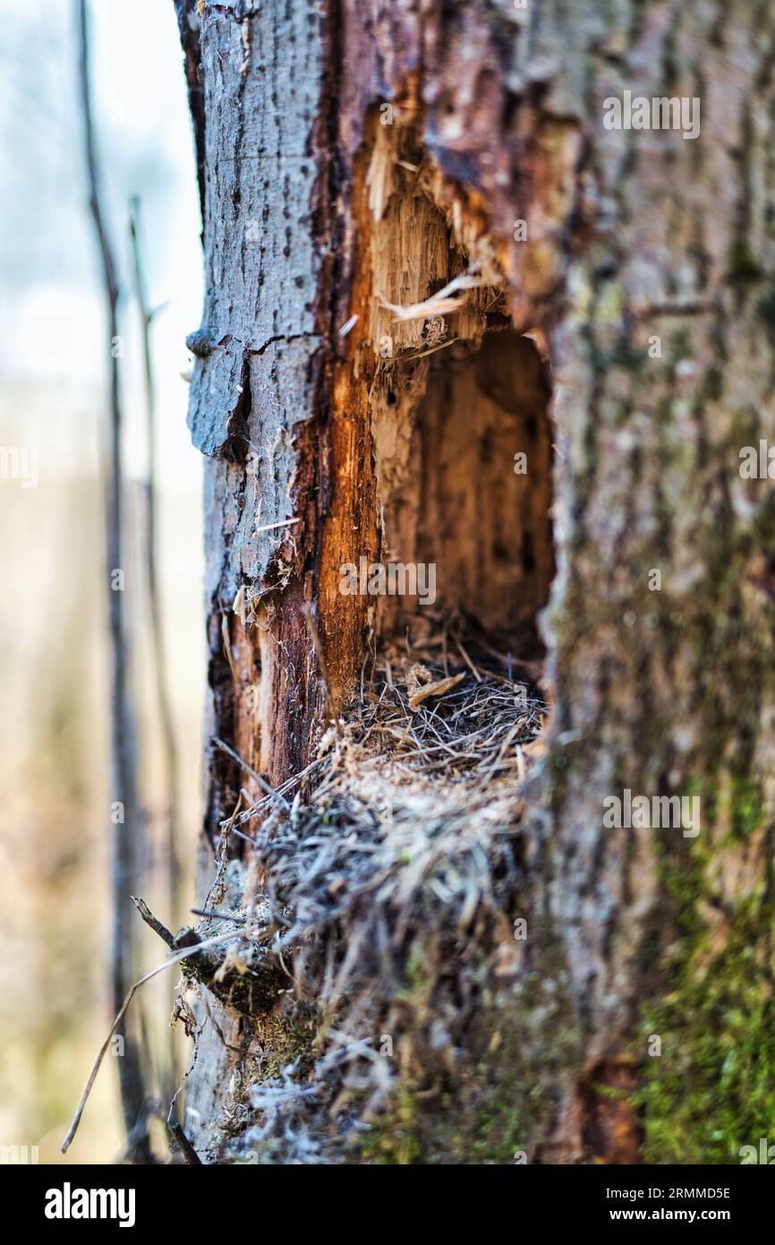 A Close Up Of A Tree Stump In A Woodland Setting Revealing A Nest