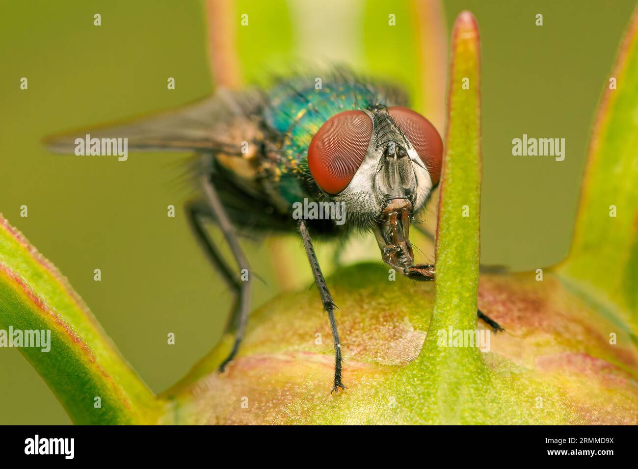 Female greenbootle fly feeding on a peoni button with blurred ...