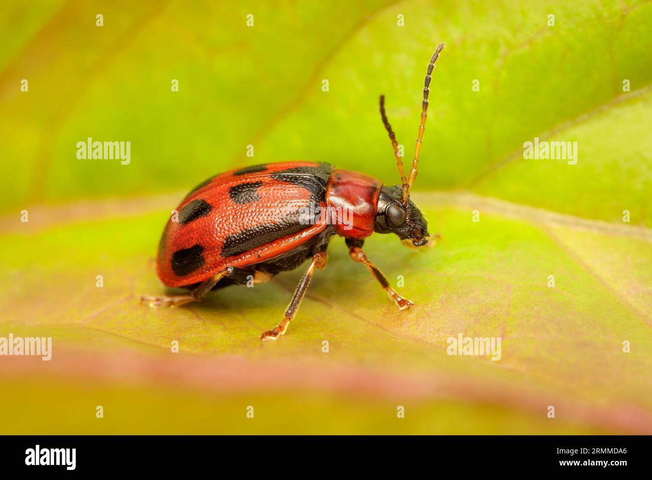 Small Bean Leaf Beetle taking sunbath on a peoni leaf with blurred ...