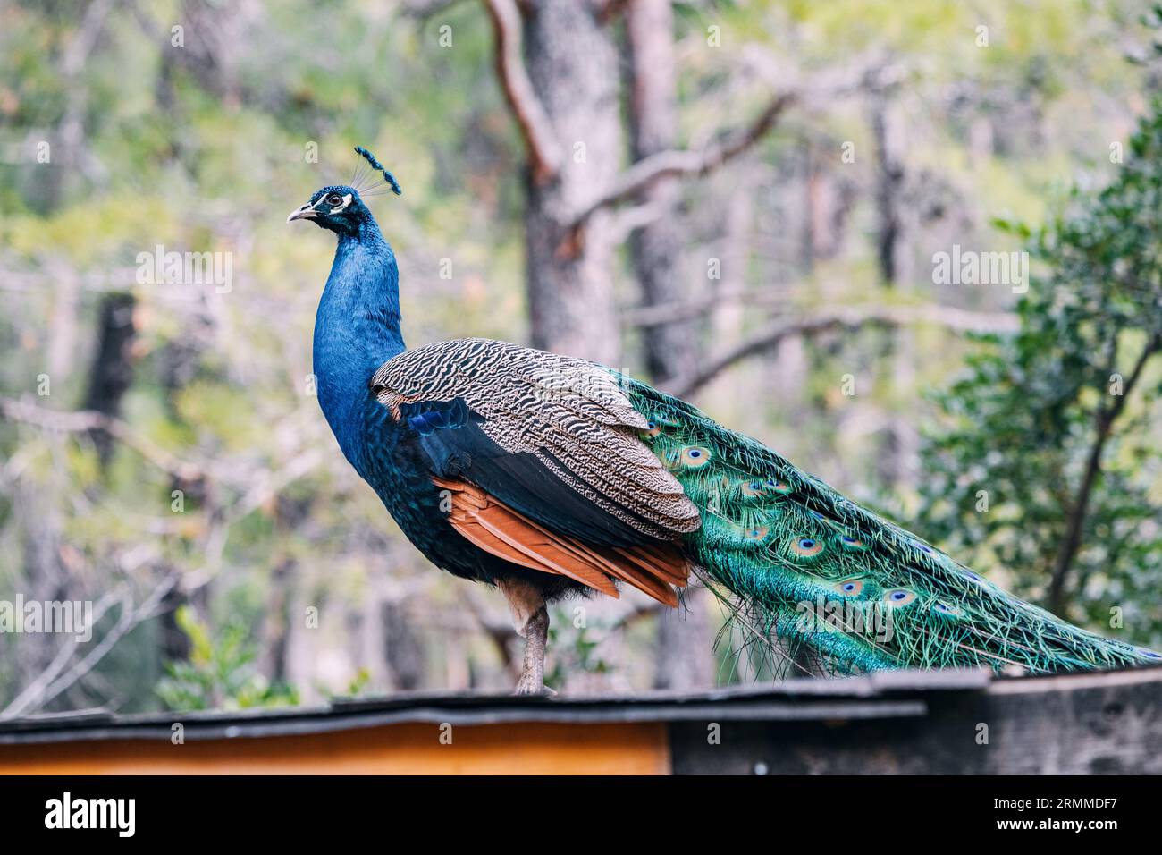 Peacock Colors