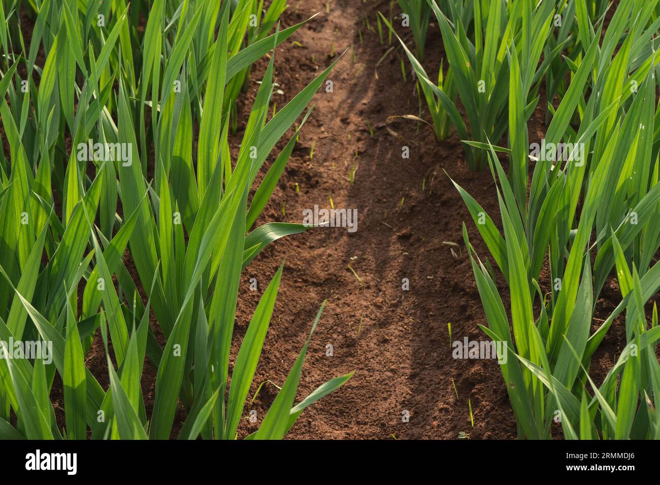 Gladiolus plants grown on red soil in Lam Dong Vietnam gladiolus plants ...