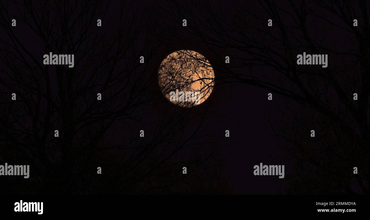 Trees and Full Moon Stock Photo - Alamy