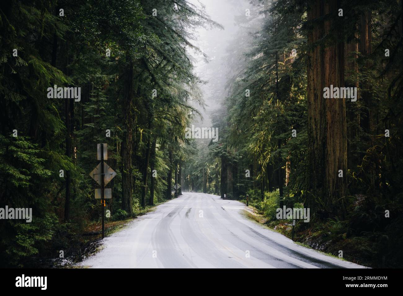 Jedediah Smith State Park Stock Photo - Alamy