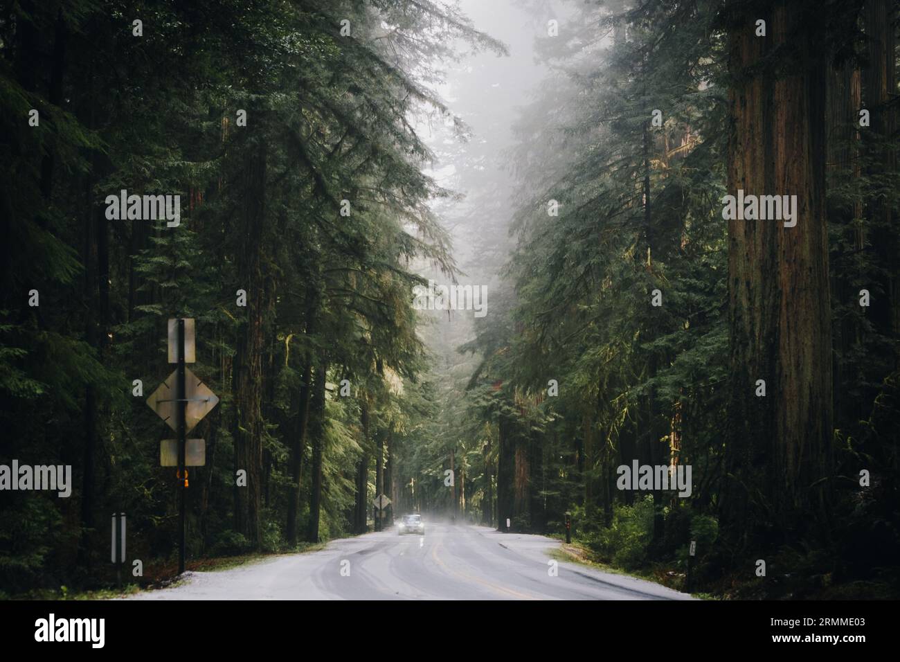 Jedediah Smith State Park Stock Photo - Alamy