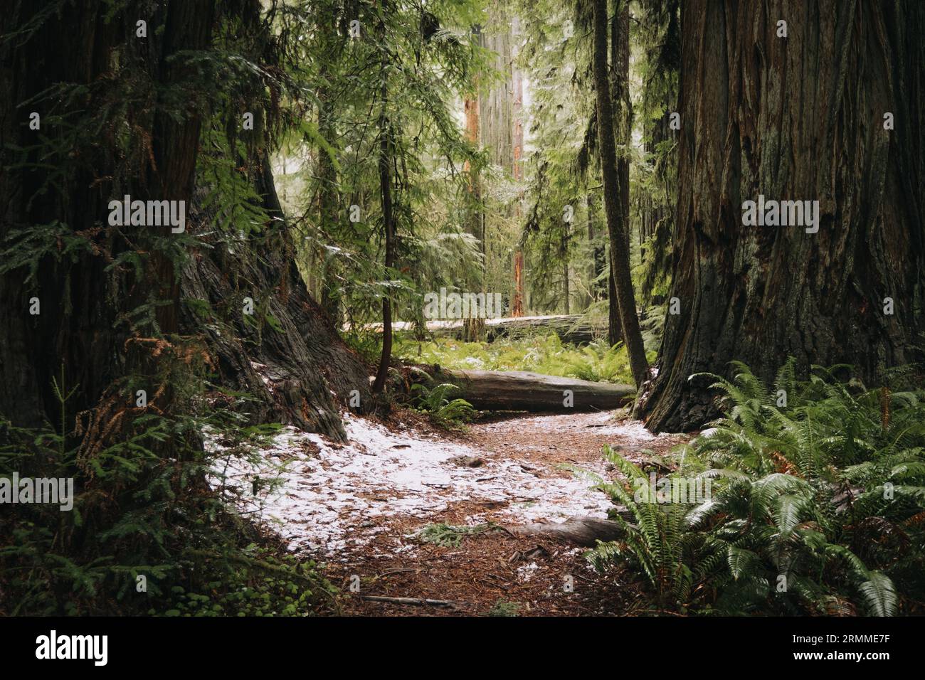 Jedediah Smith State Park Stock Photo - Alamy