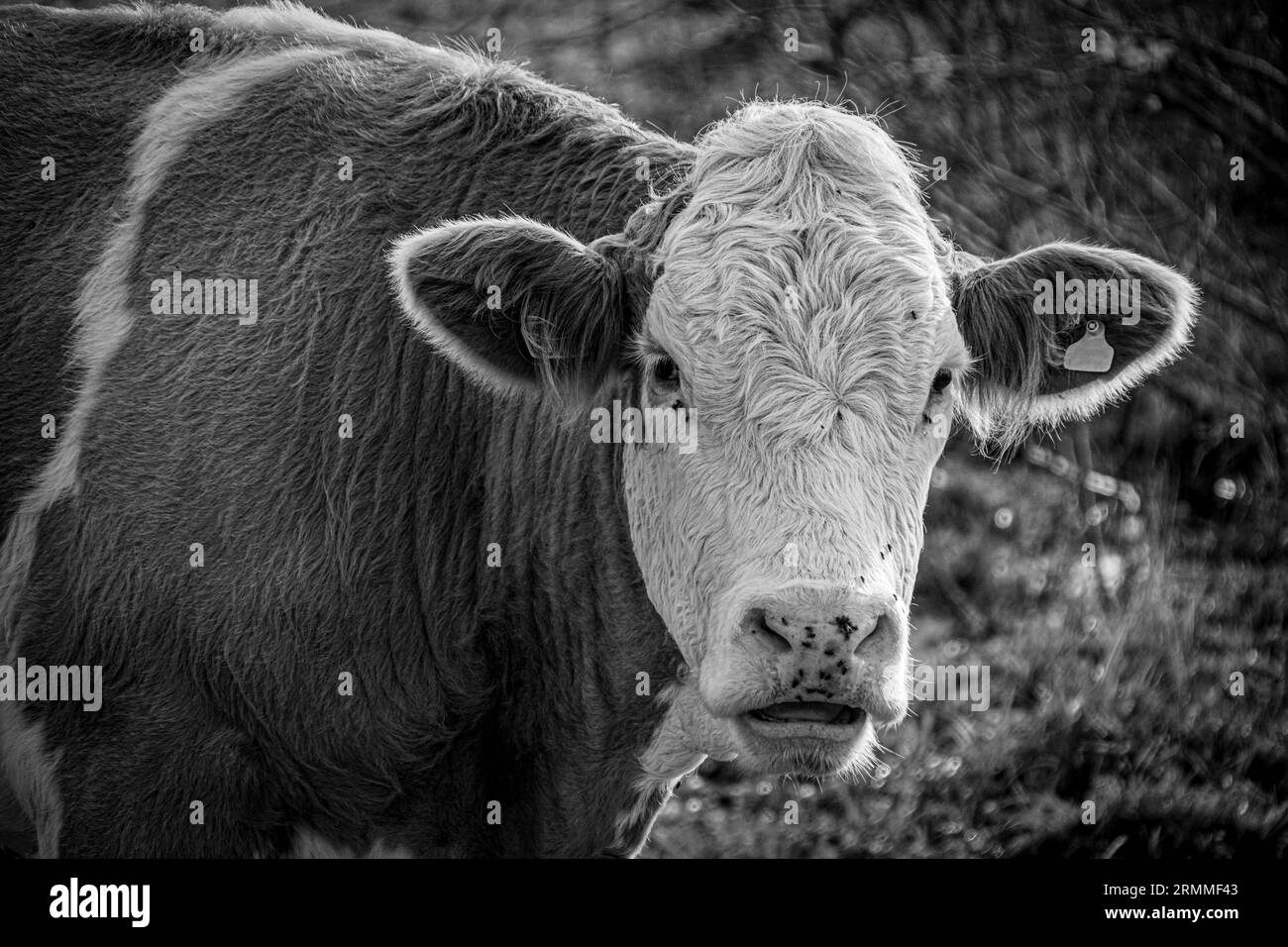 Cow face up close Black and White Stock Photos & Images - Alamy