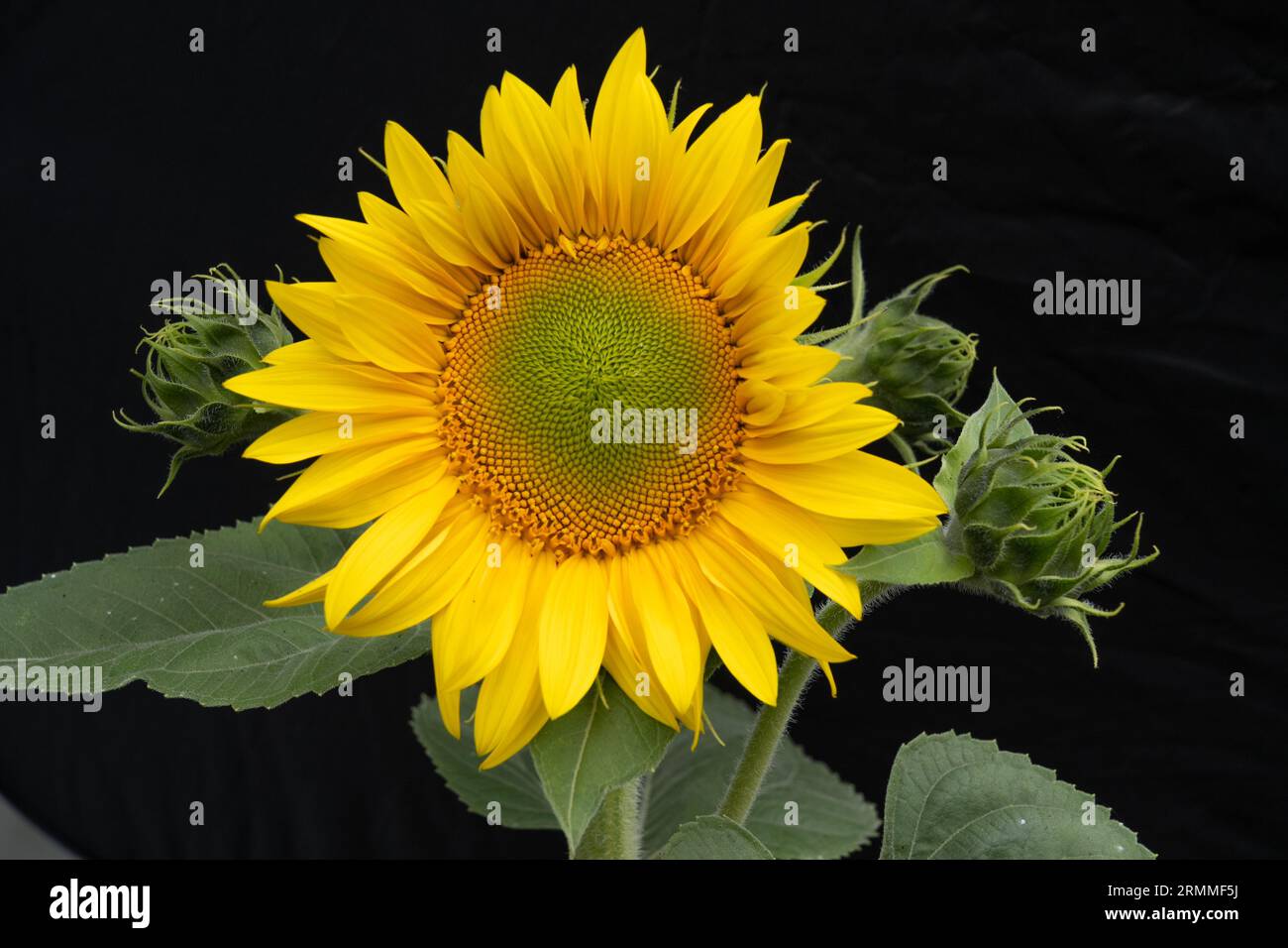 Yellow sunflower black color hi-res stock photography and images - Alamy