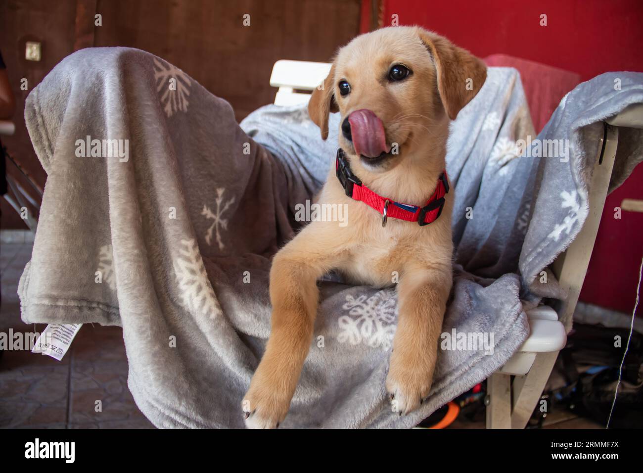 Homeless dogs hi-res stock photography and images - Alamy