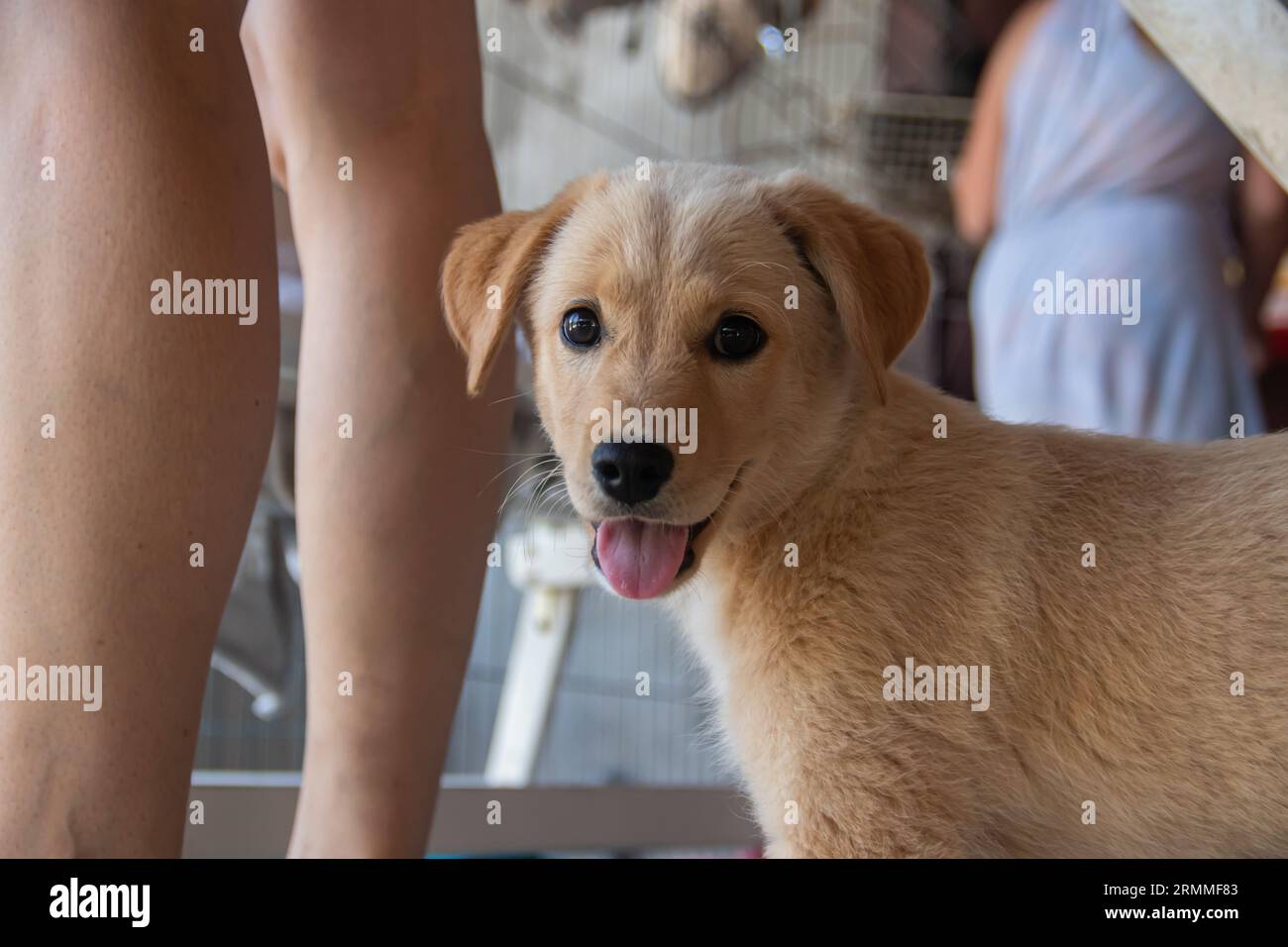 Homeless dogs hi-res stock photography and images - Alamy