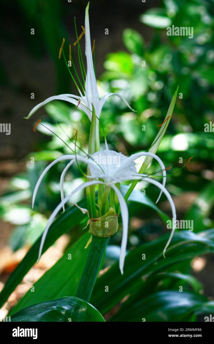 Crinum lily hi-res stock photography and images - Alamy