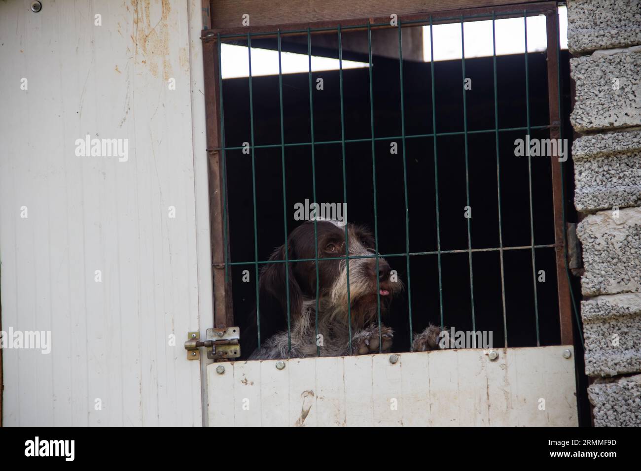 Abandoned cage for animals hi-res stock photography and images - Alamy