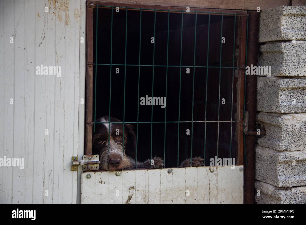 Abandoned cage for animals hi-res stock photography and images - Alamy