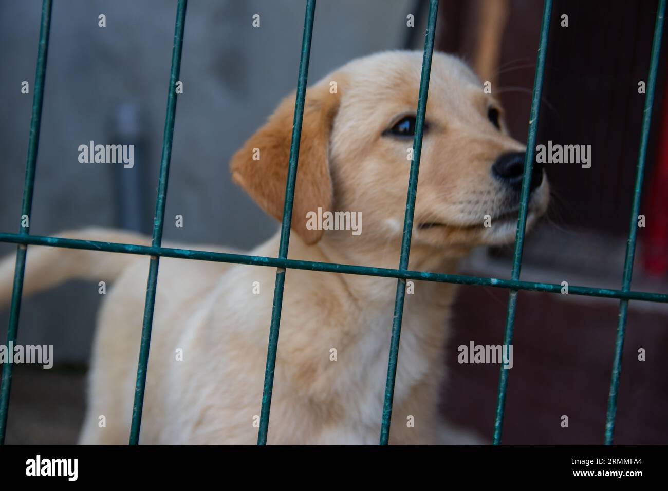 Small cute yellow puppy behind green bars in cage at animal shelter for ...