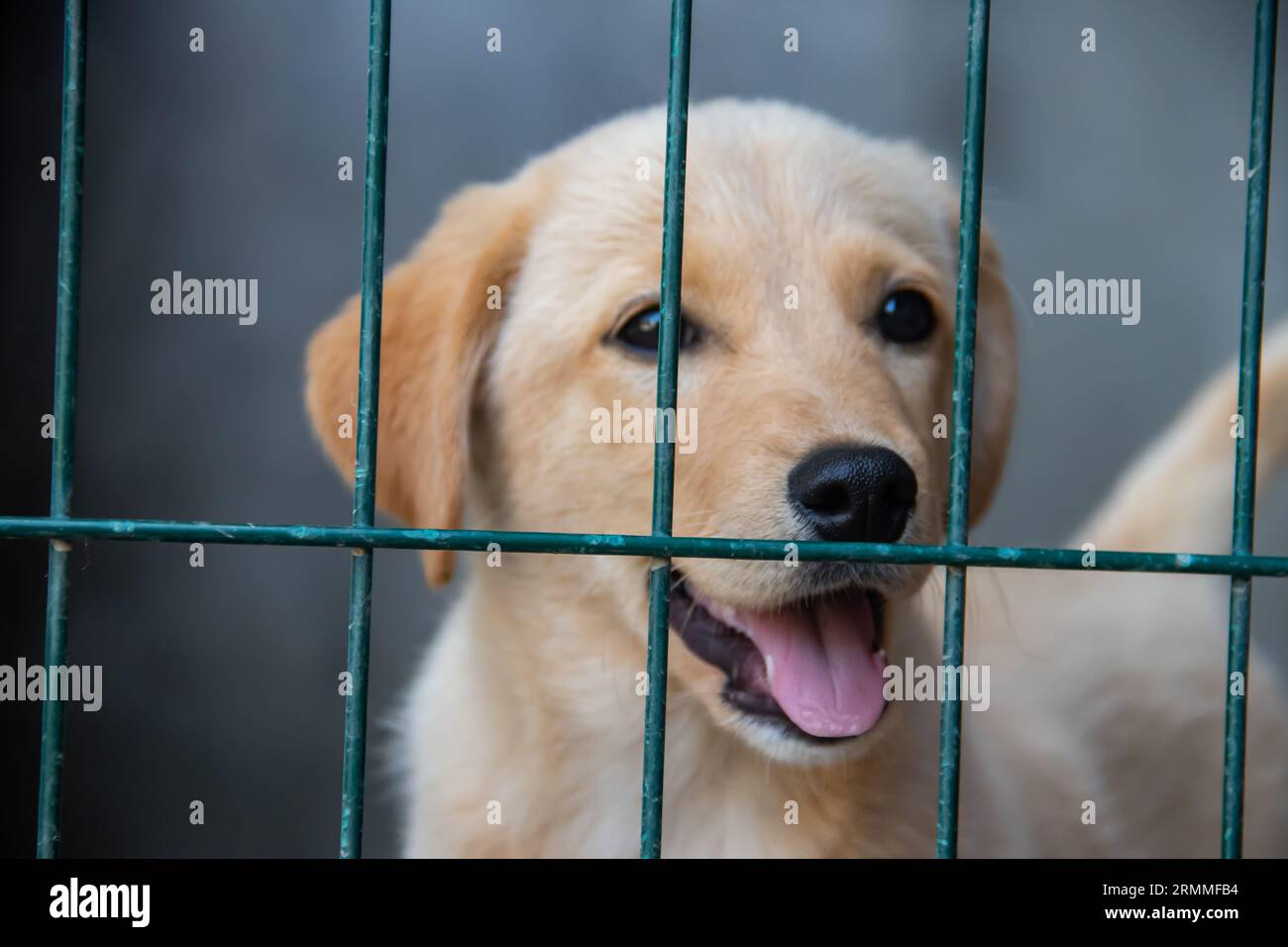 Small cute yellow puppy behind green bars in cage at animal shelter for ...