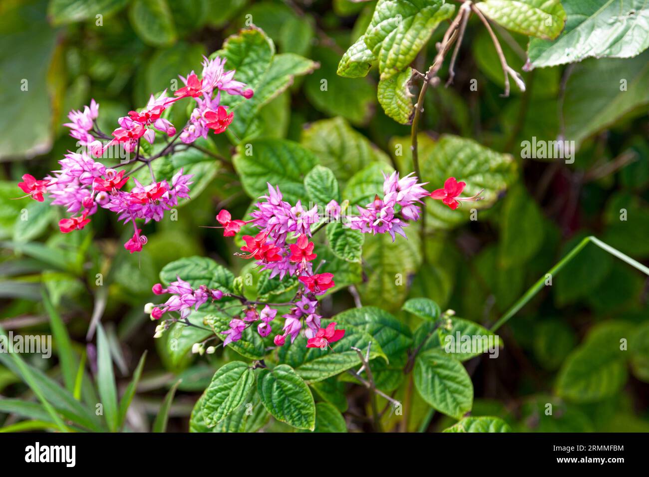 Close-up on a Bleeding Heart Vine (Clerodendrum speciosum Stock Photo ...