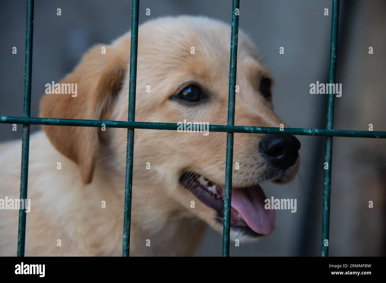 Small cute yellow puppy behind green bars in cage at animal shelter for ...
