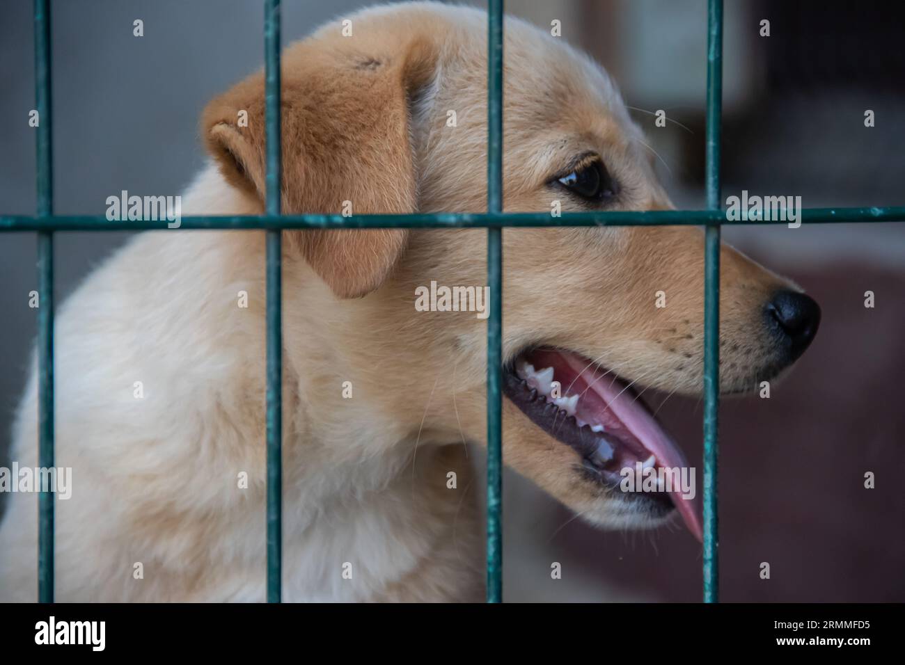 Small cute yellow puppy behind green bars in cage at animal shelter for ...