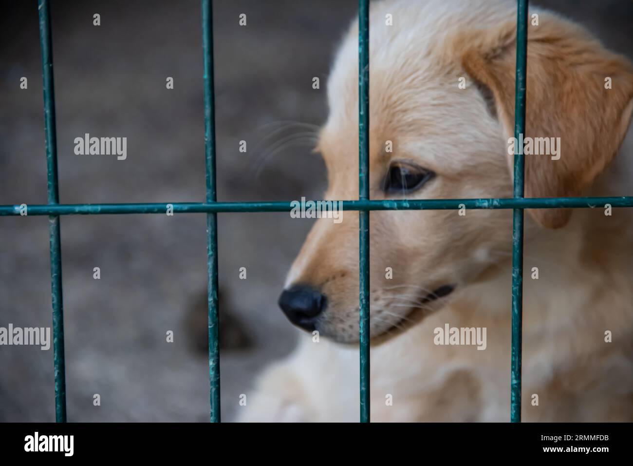 Small cute yellow puppy behind green bars in cage at animal shelter for ...