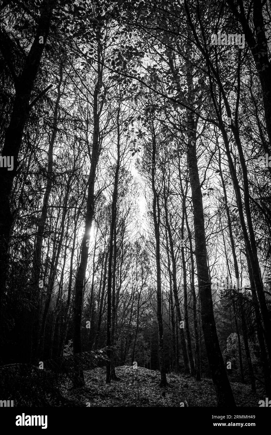 Leaf in middle tree Black and White Stock Photos & Images - Alamy