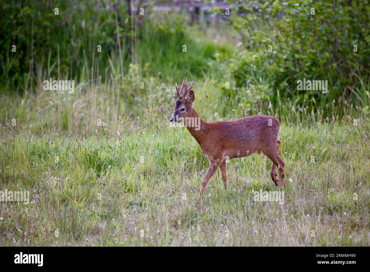 Roe deer horns hi-res stock photography and images - Alamy