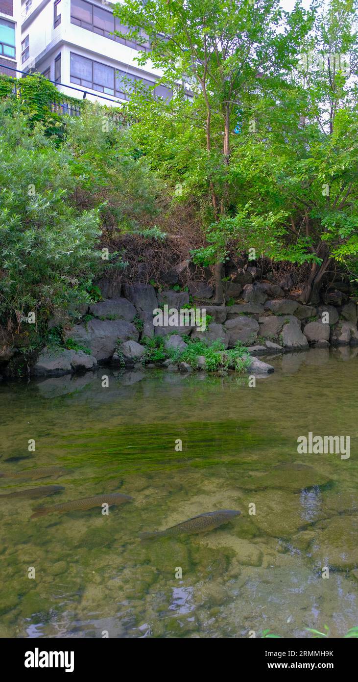Cheonggyecheon Stream is an 11 km-long stream that runs through ...