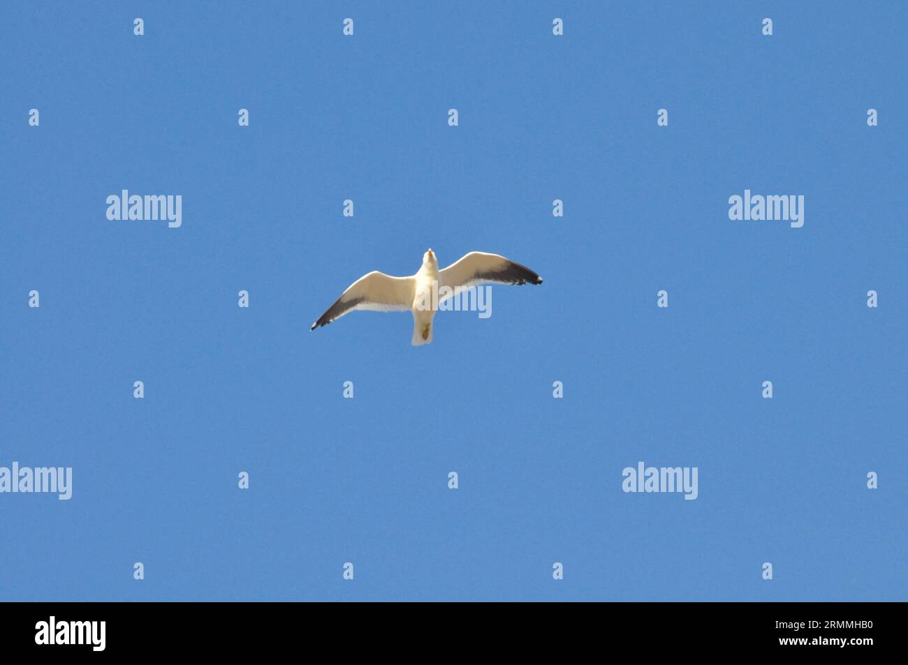 Océano austral hi-res stock photography and images - Alamy