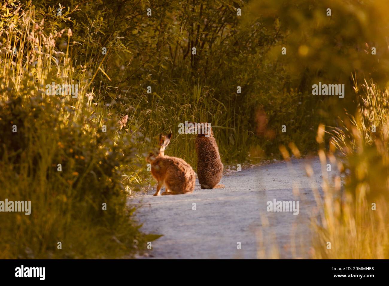 Hares in sunshine hi-res stock photography and images - Alamy
