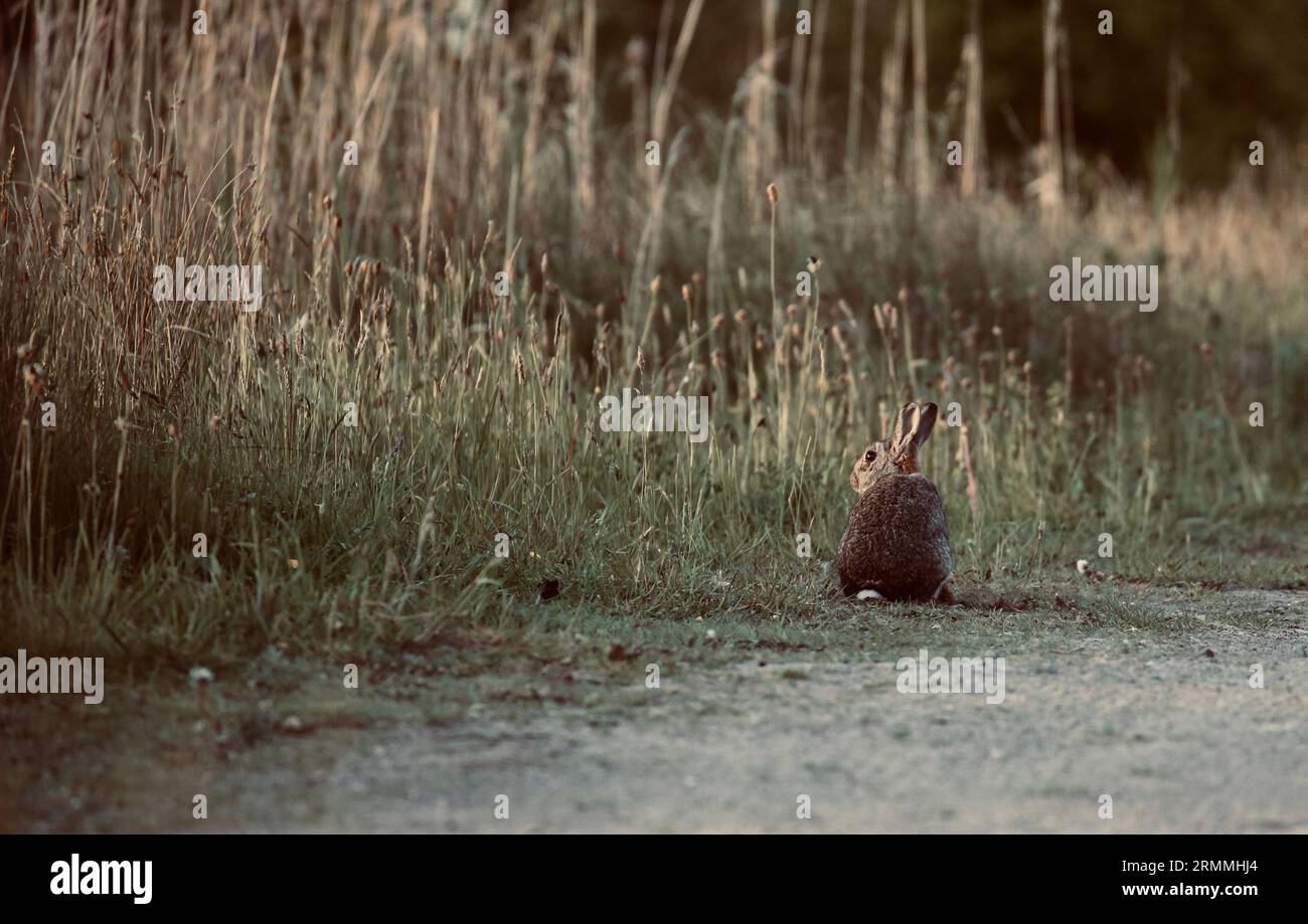 Hare in the flowers hi-res stock photography and images - Alamy
