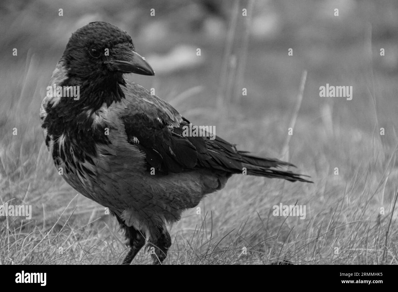 Close up of a crow hi-res stock photography and images - Alamy