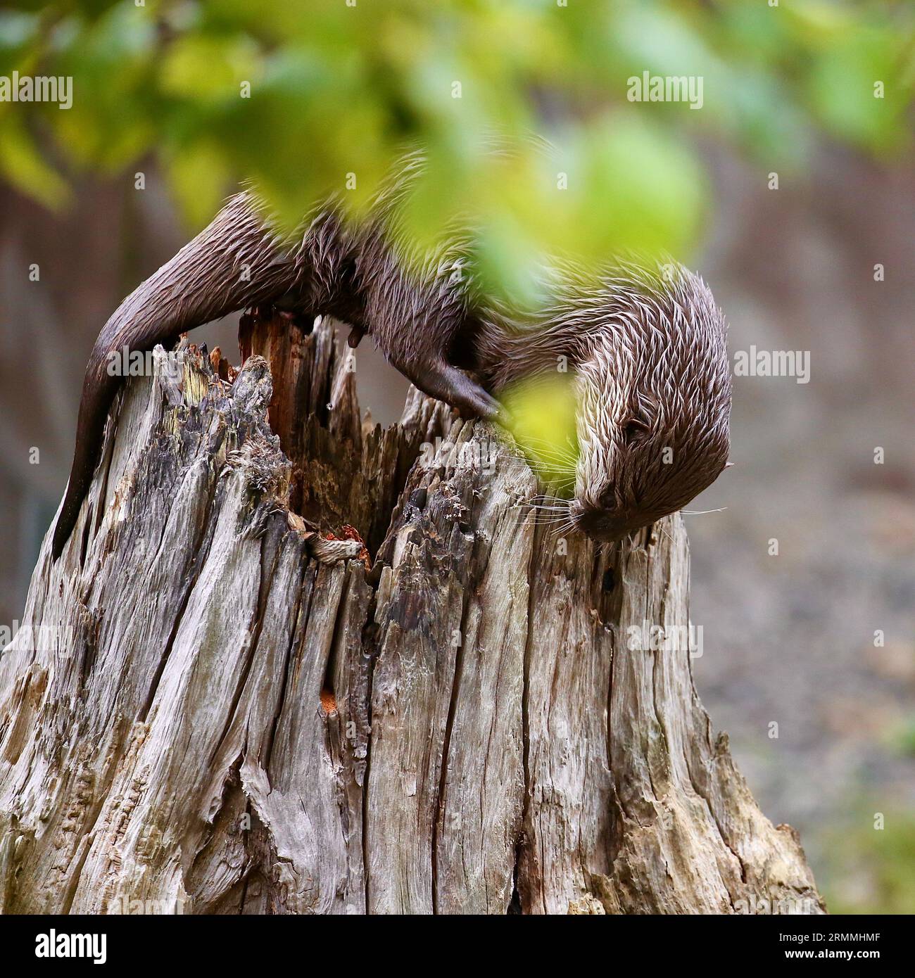 Asian small tree hi-res stock photography and images - Alamy