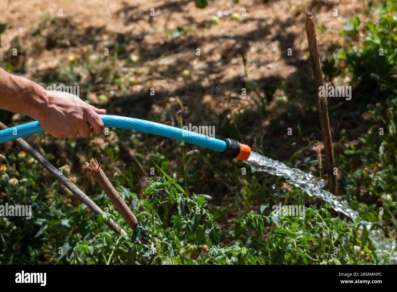 Farmer's hand watering his dry orchard with a hose after high summer ...