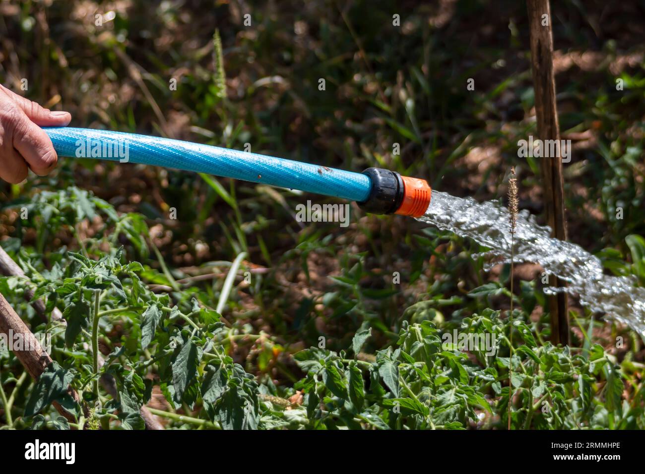 Farmer's hand watering his dry orchard with a hose after high summer ...