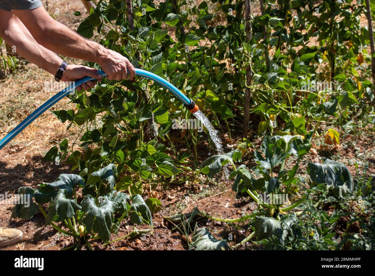Farmer's hand watering his dry orchard with a hose after high summer ...
