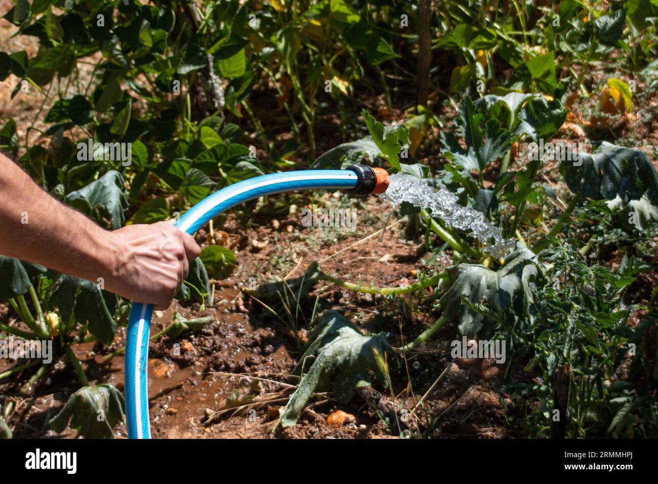 Farmer's hand watering his dry orchard with a hose after high summer ...