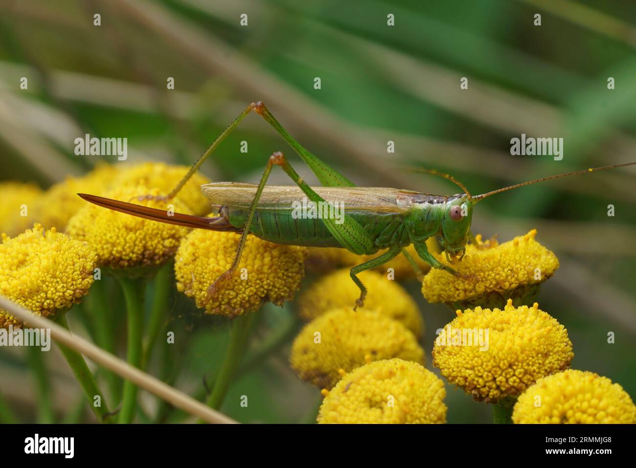 Natural closeup on the long winged cone-head grasshopper, Conocephalus ...