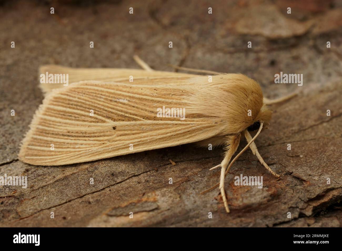 Common armyworm hi-res stock photography and images - Alamy
