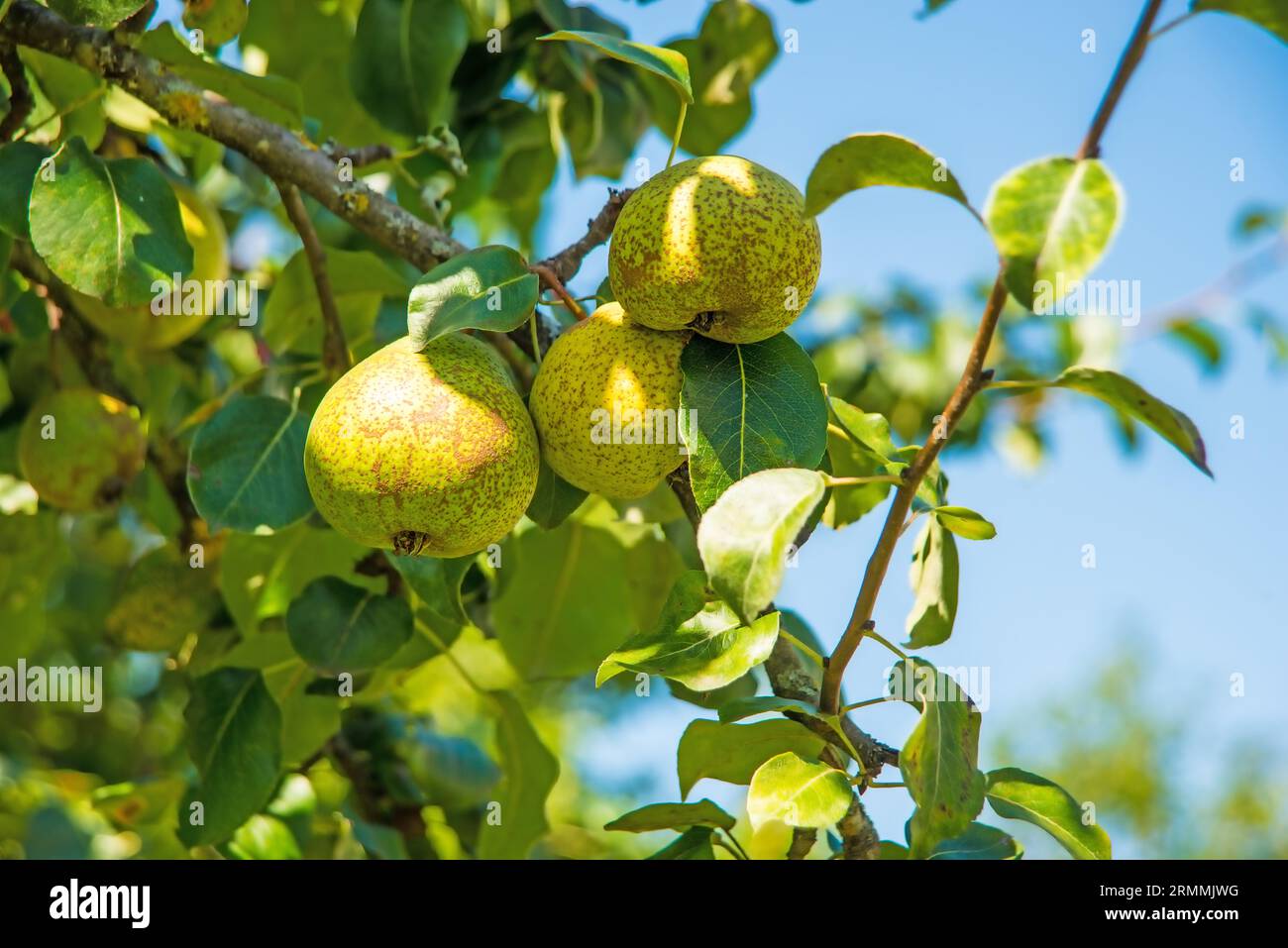 Cider tree hi-res stock photography and images - Alamy